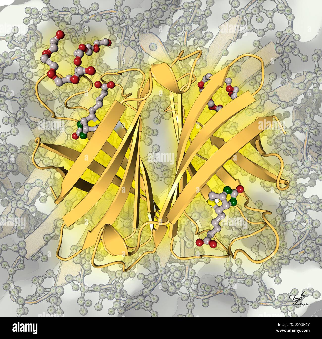 Illustration of a complex between wilavidin and biotin (vitamin B7 ...