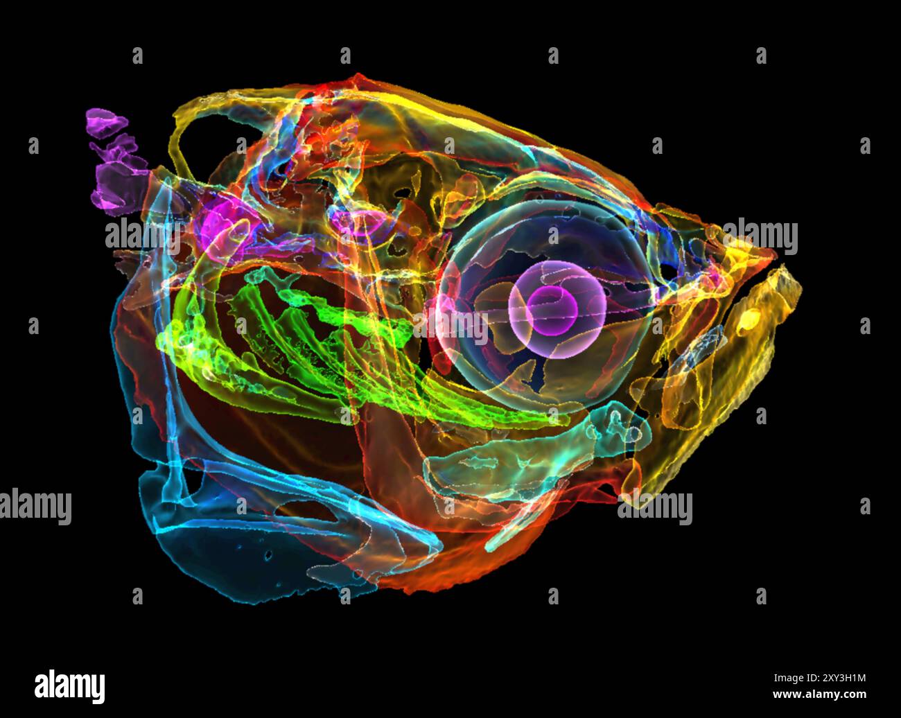 Coloured 3D micro-computed tomography (micro-CT) scan of the head of a ...