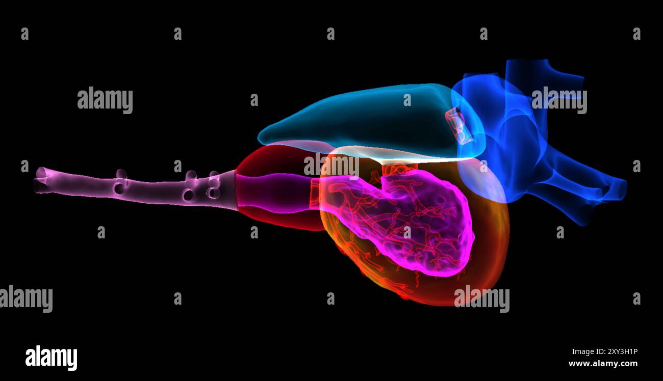 Coloured 3D micro-computed tomography (micro-CT) scan of the heart of a ...