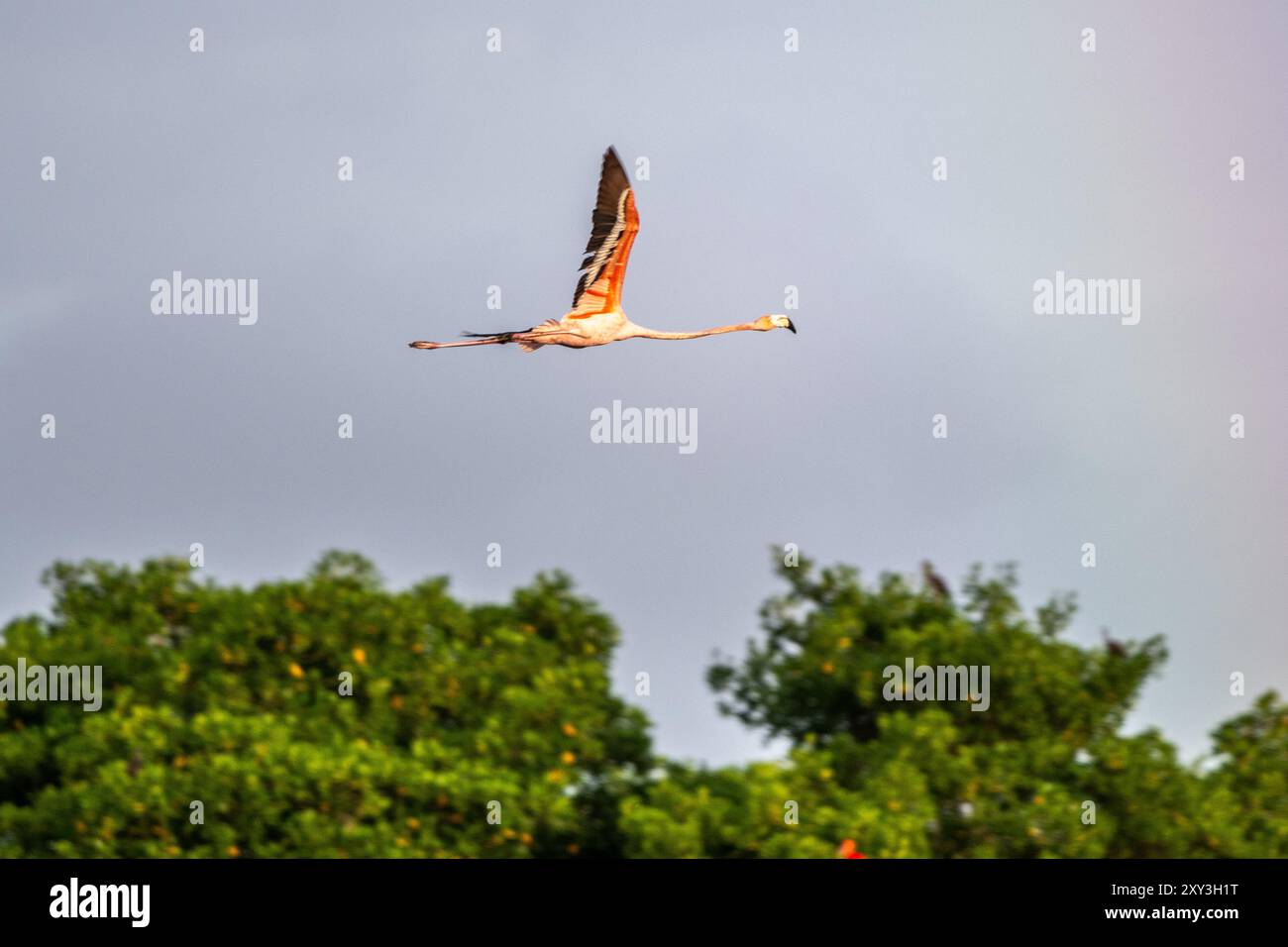 Flamingo (family Phoenicopteridae) flying in Trinidad and Tobago Stock ...