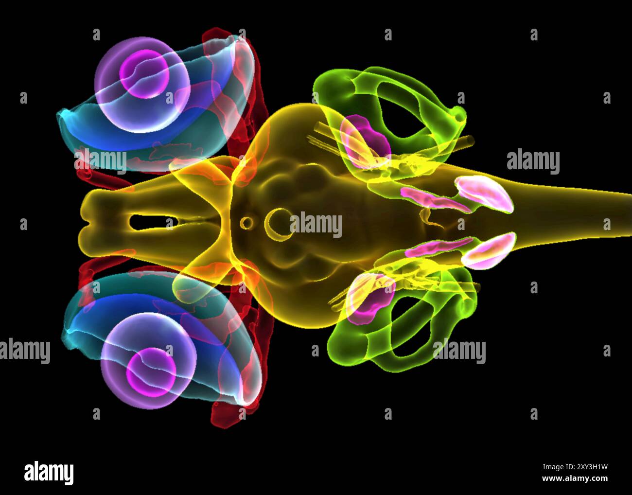 Coloured 3D micro-computed tomography (micro-CT) scan of the head of a ...