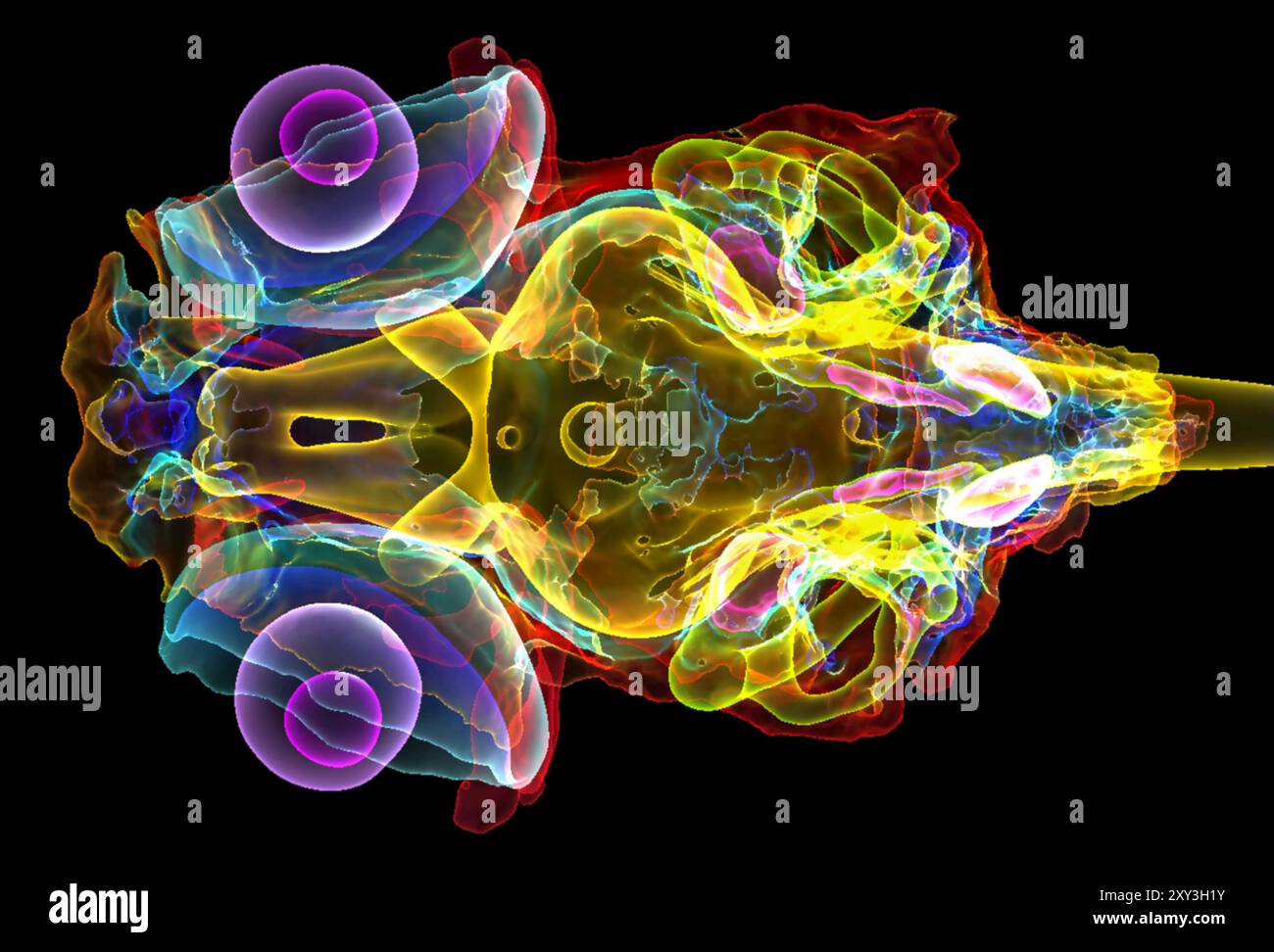Coloured 3D micro-computed tomography (micro-CT) scan of the head of a ...