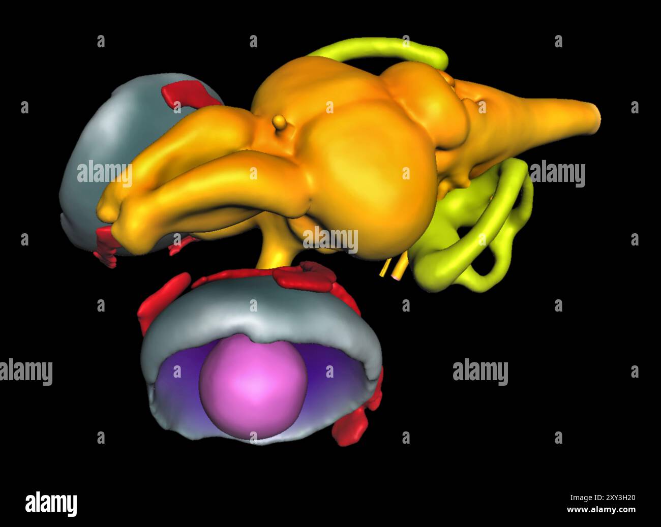 Coloured 3D micro-computed tomography (micro-CT) scan of the brain ...