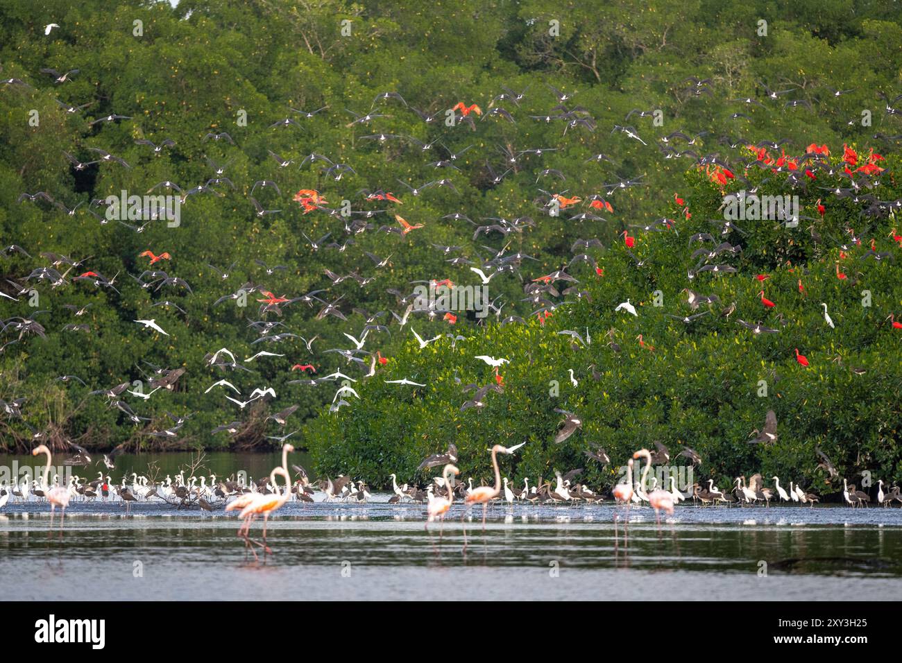 Flamingos (family Phoenicopteridae) and scarlet ibis (Eudocimus ruber ...
