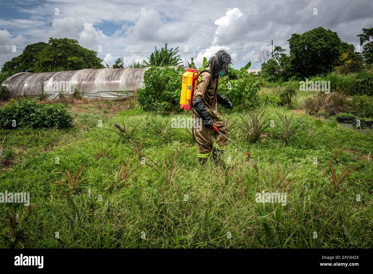 Editorial use only Man spraying herbicide, Trinidad and Tobago Stock ...