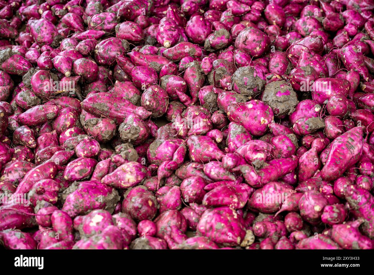 Sweet potatoes (Ipomoea batatas), Trinidad and Tobago. These are the ...