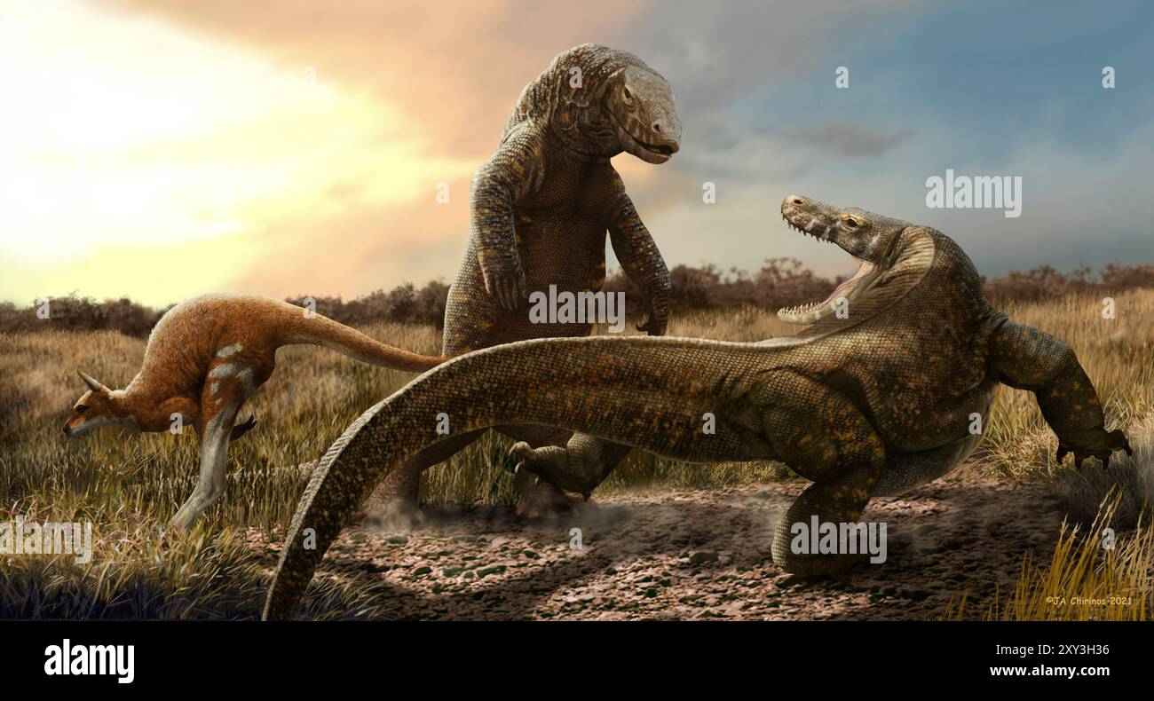 Megalania prisca lizards fighting, illustration. Megalania was a very ...
