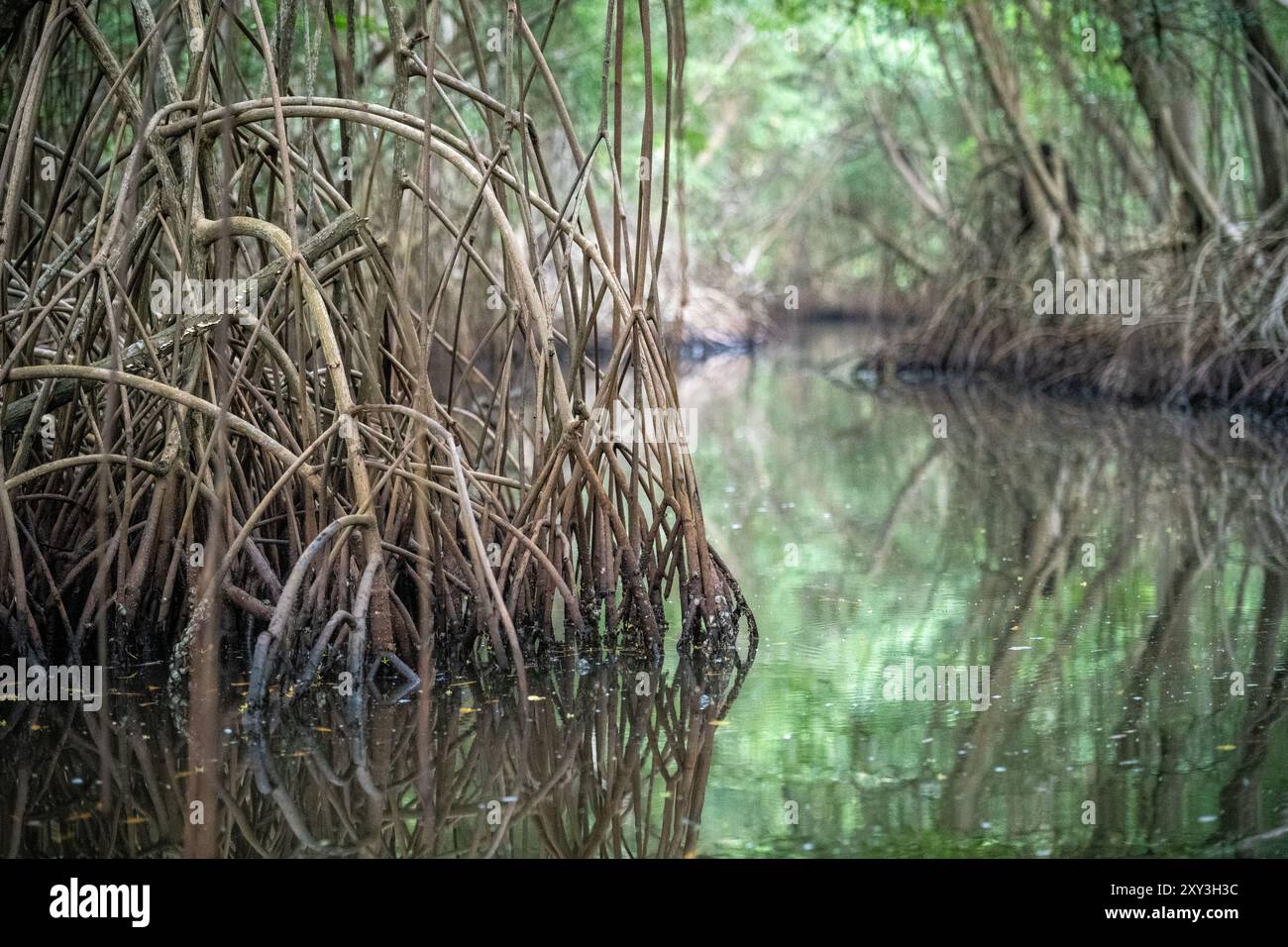 Mangrove trees in Caroni Swamp, the largest mangrove wetland on ...