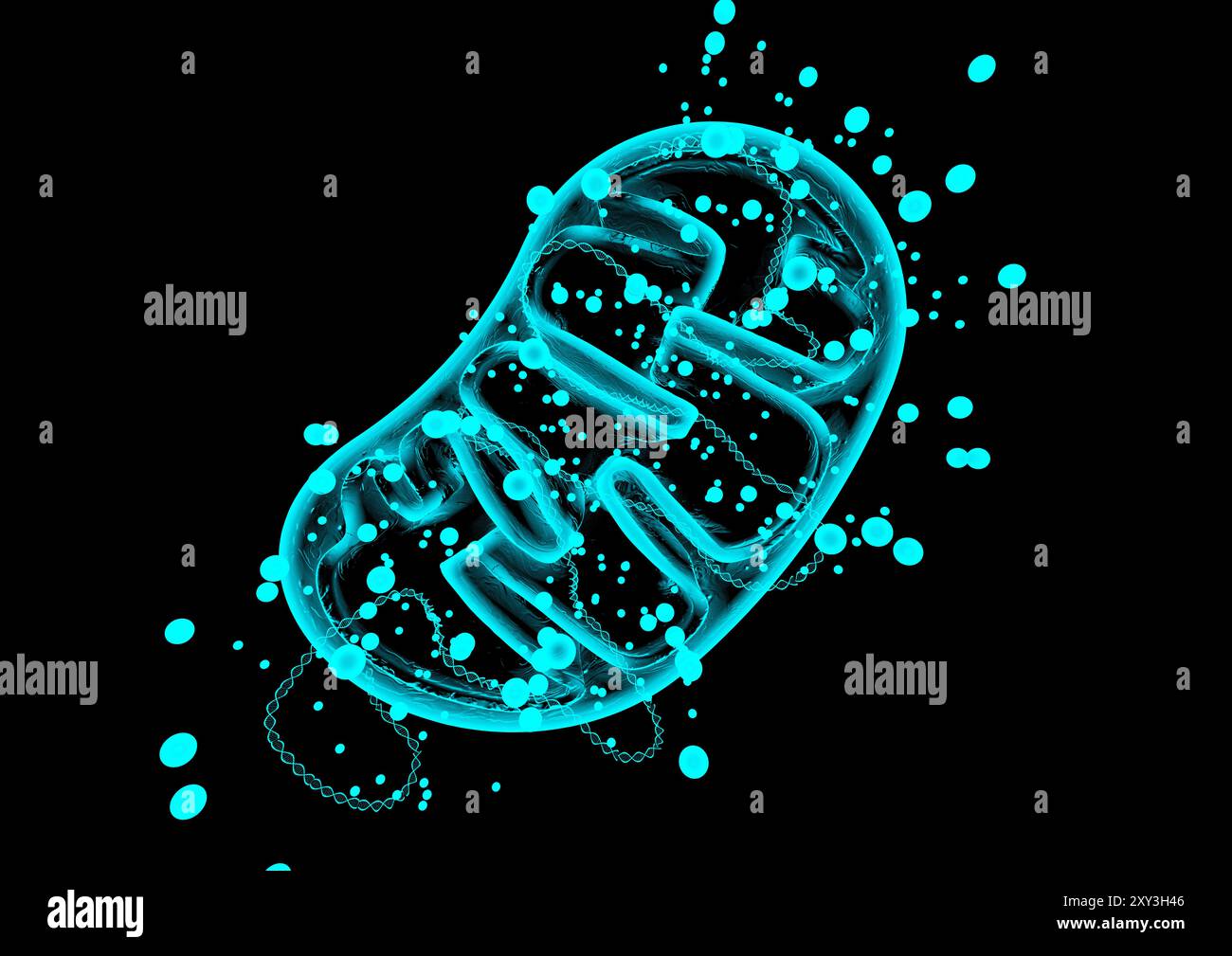 Illustration depicting a cross section of a mitochondrion. A ...