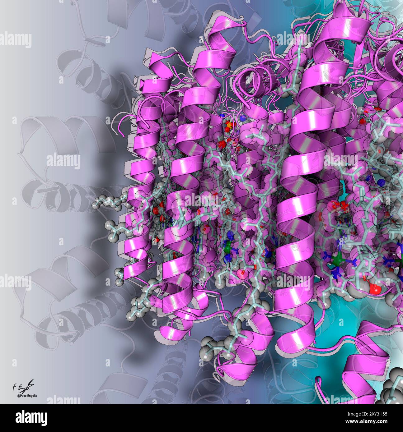 Illustration of the photosynthetic reaction centre light-harvesting 1 ...