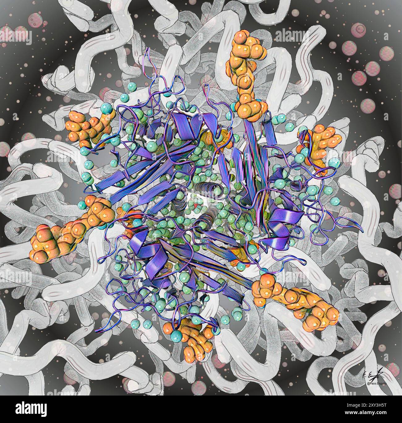 Illustration of the haemagglutinin (H) surface glycoprotein from a H3N2 ...