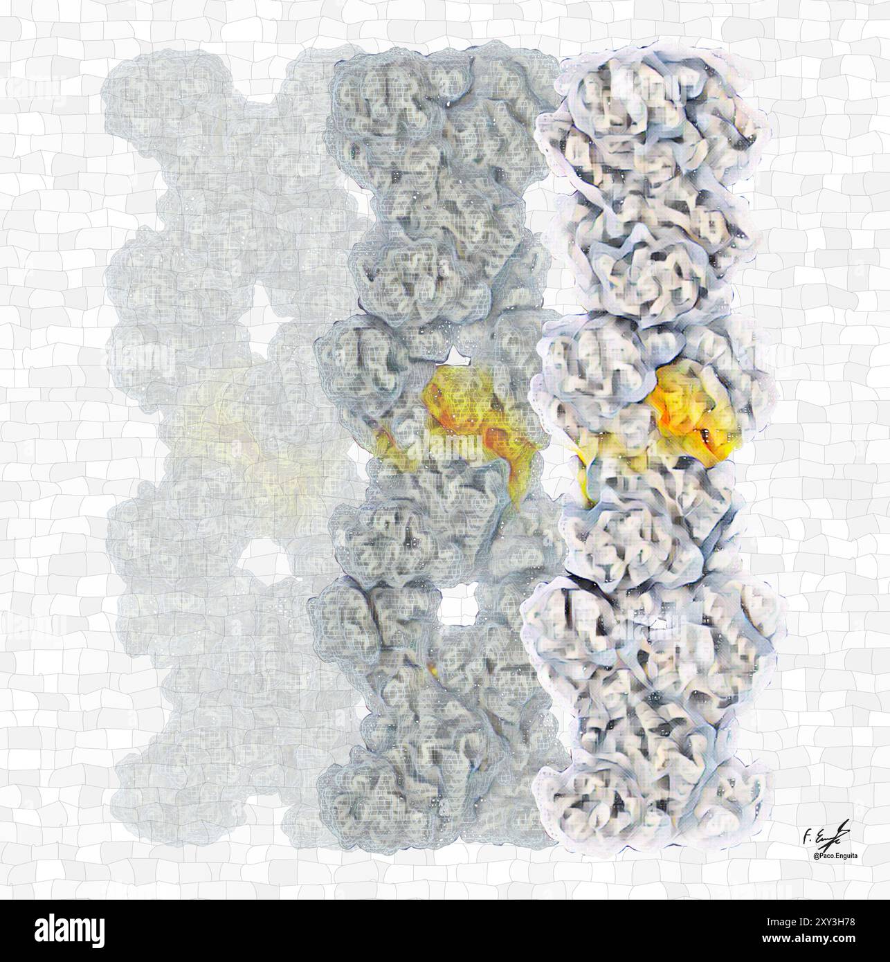 Illustration Of Cytidine Triphosphate Ctp Synthase From The Yeast Saccharomyces Cerevisiae