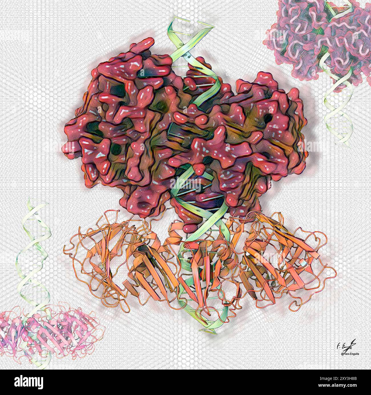 Illustration of the enzyme DNA (deoxyribonucleic acid) ligase bound to ...