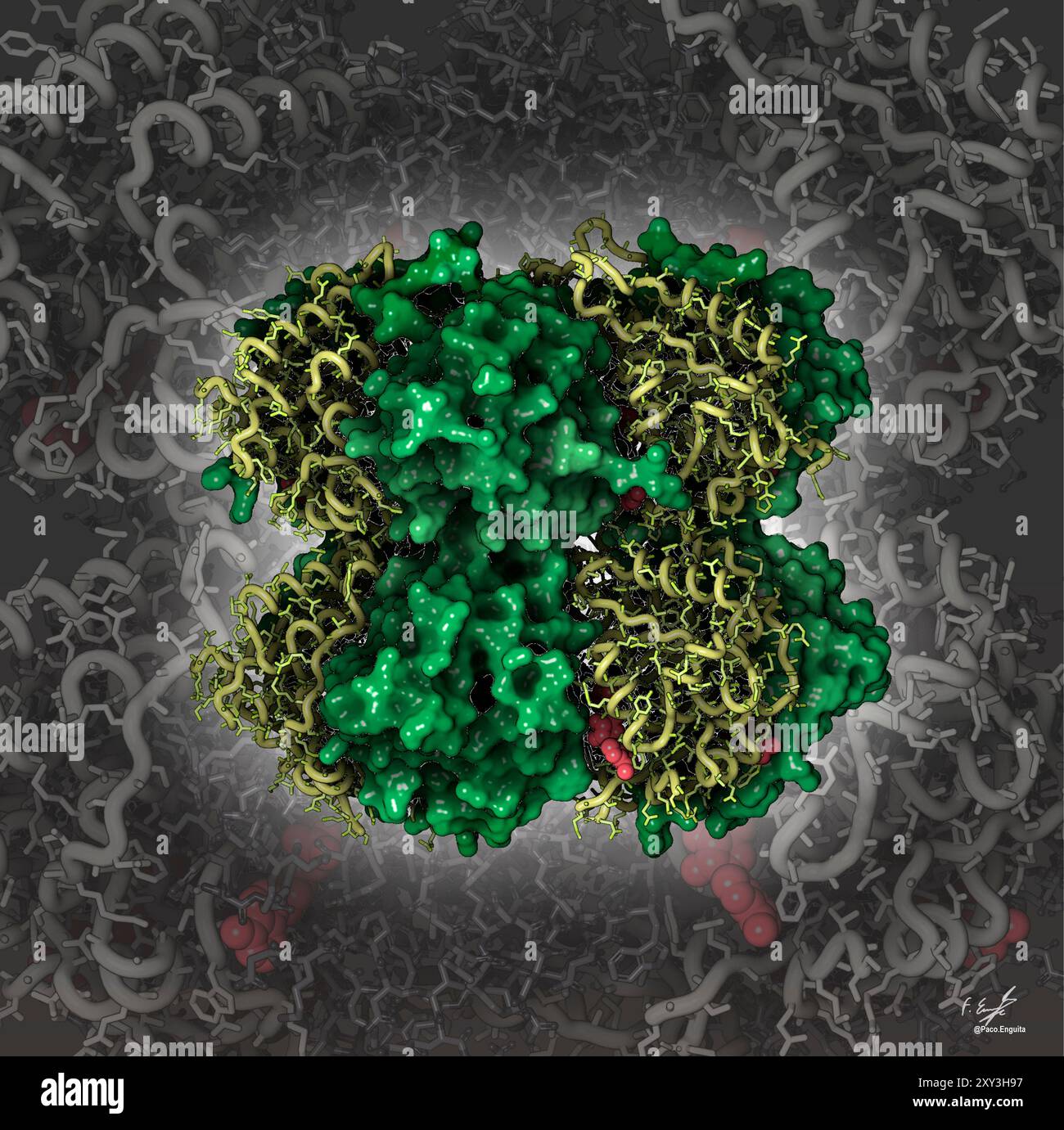 Illustration of the KaiC circadian clock protein from the ... Illustration of the KaiC circadian clock protein from the ...