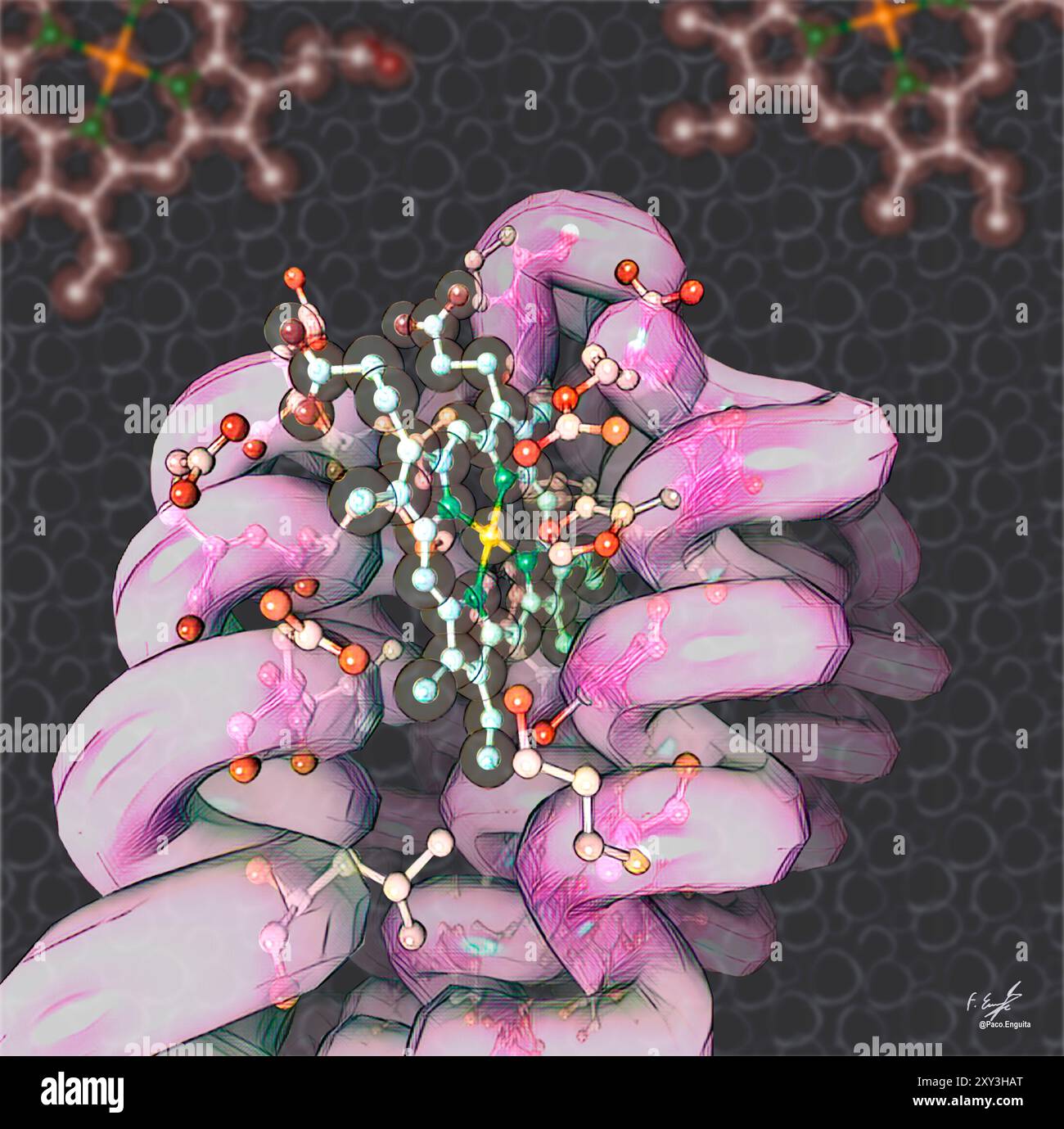 Illustration of cytochrome b562 from the bacterium Escherichia coli ...