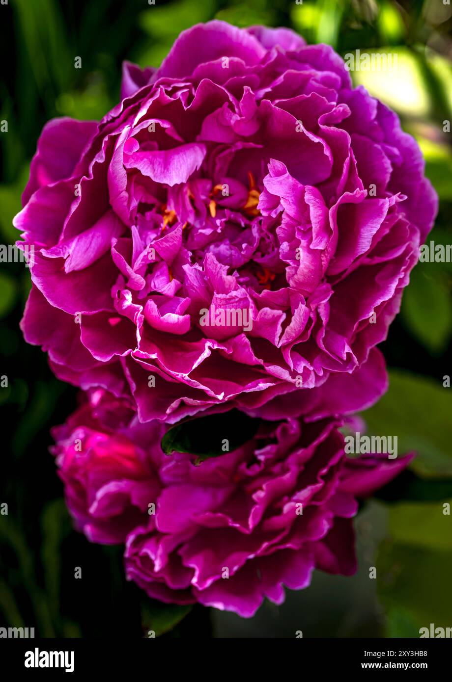 Chinese peony (Paeonia lactiflora 'Helen Hayes') flower Stock Photo - Alamy Chinese peony (Paeonia lactiflora 'Helen Hayes') flower Stock Photo - Alamy
