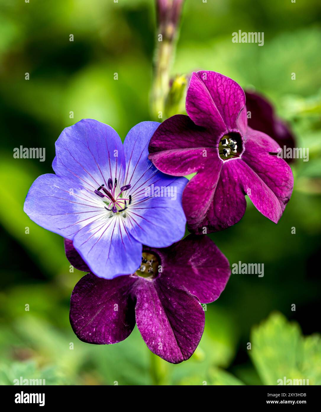 Geranium (Geranium 'Rozanne') and tobacco plant (Nicotiana alata 'Deep ...