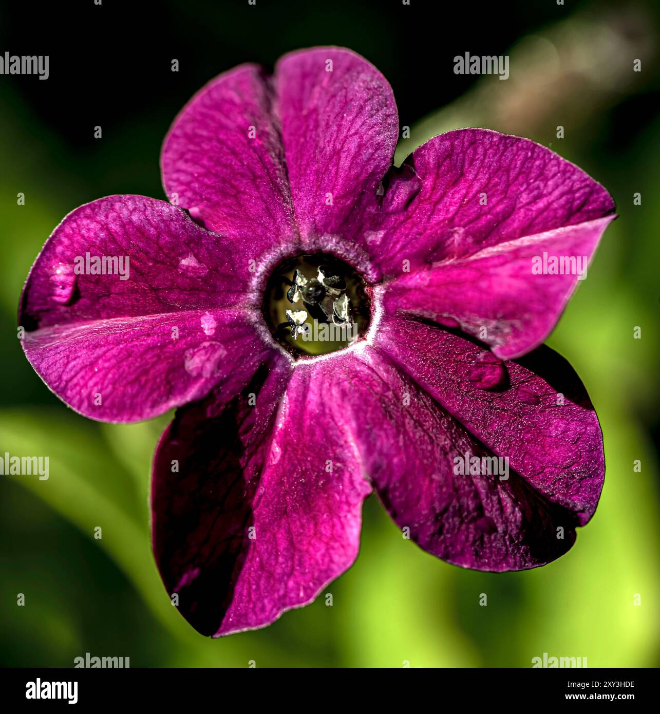 Tobacco plant (Nicotiana alata 'Deep Purple') flower Stock Photo - Alamy