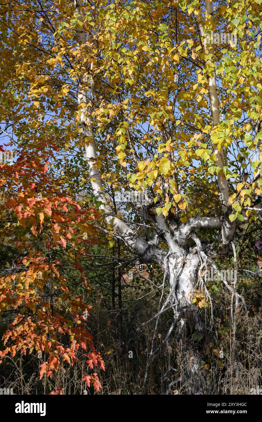 Autumn birch branches with green leaves gradually turning yellow, next ...