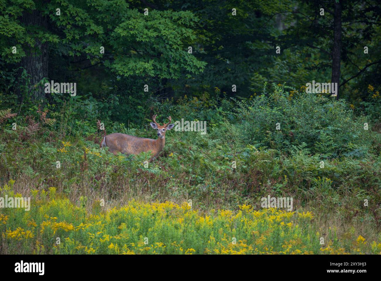 White-tailed buck in northern Wisconsin Stock Photo - Alamy
