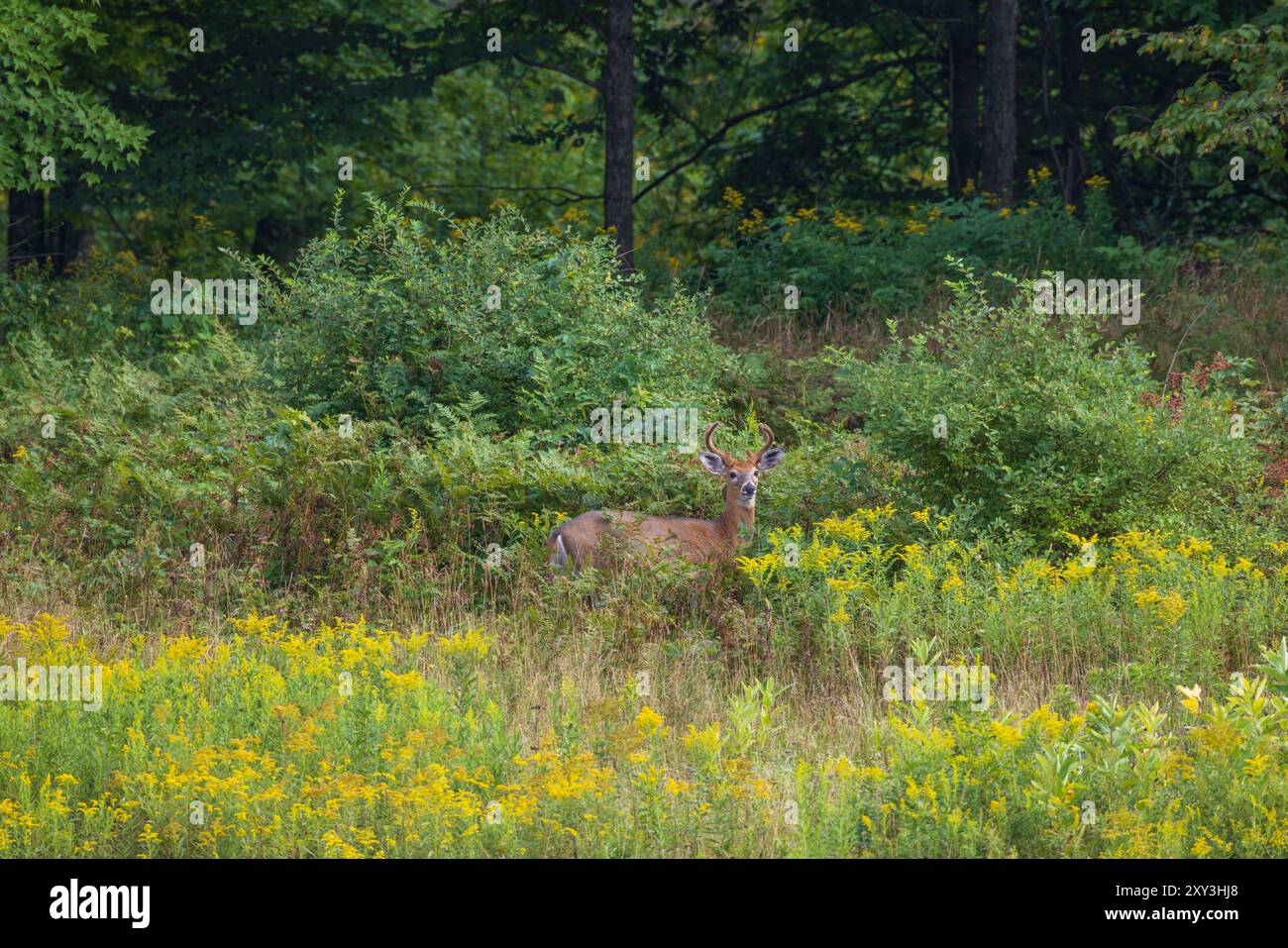 White-tailed buck on an August evening in northern Wisconsin Stock ...