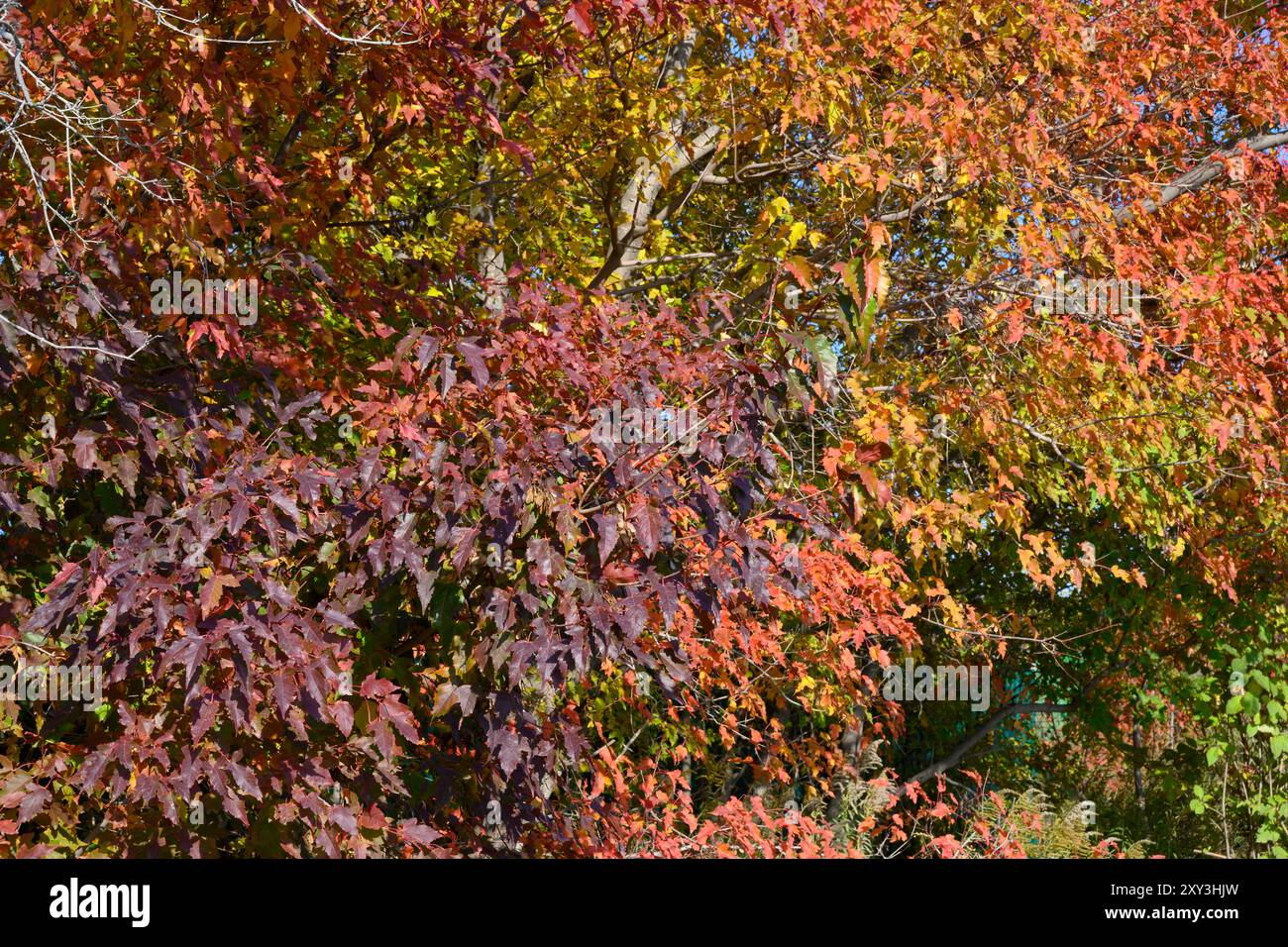 The whole set of colors of autumn trees: burgundy, red, yellow, green ...