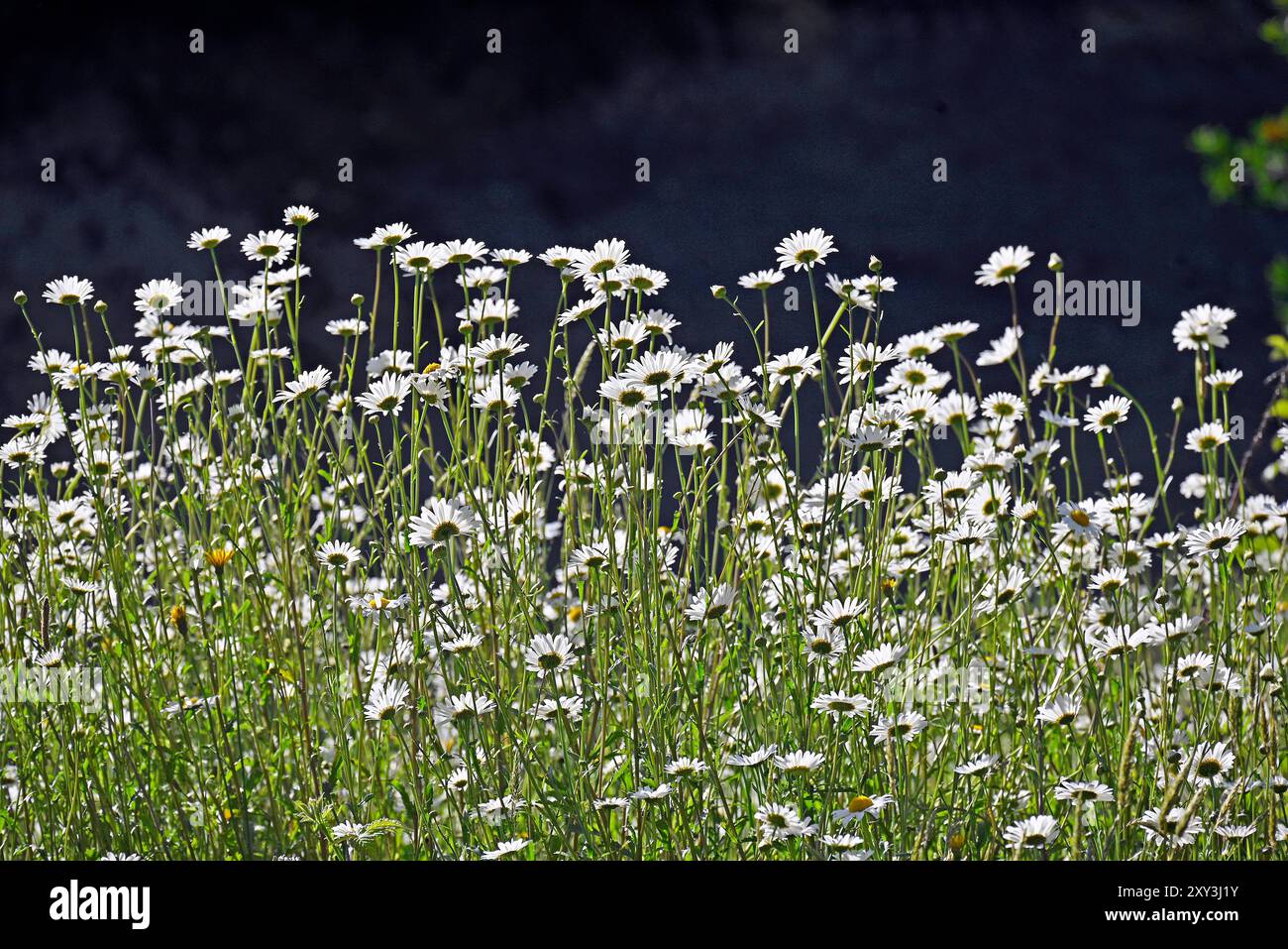 Landscapes, people, flora in southern Chile, near Puerto Varas and ...