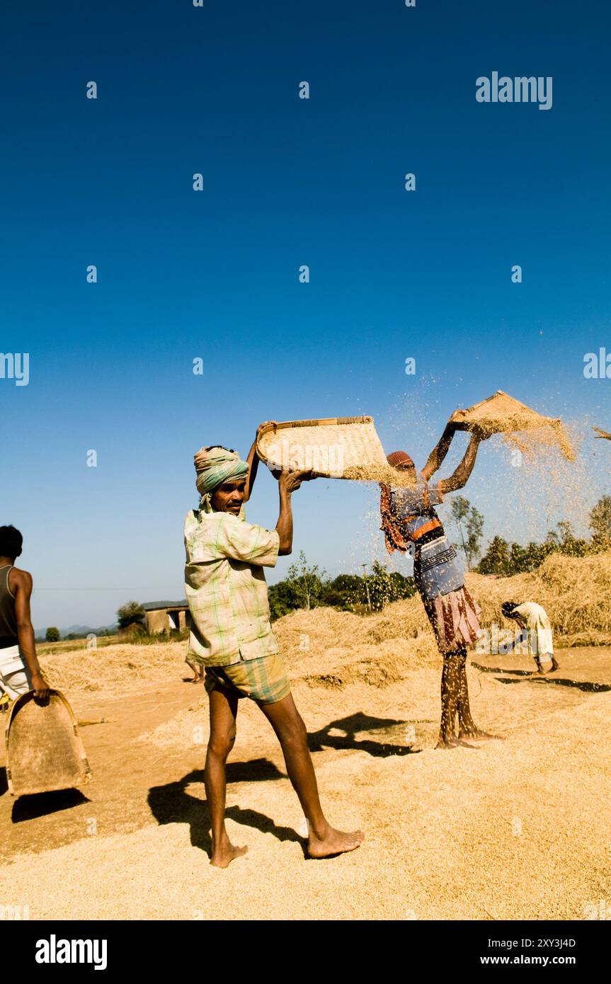 Indian farmers separate the rice grains from the stalk and the husk ...