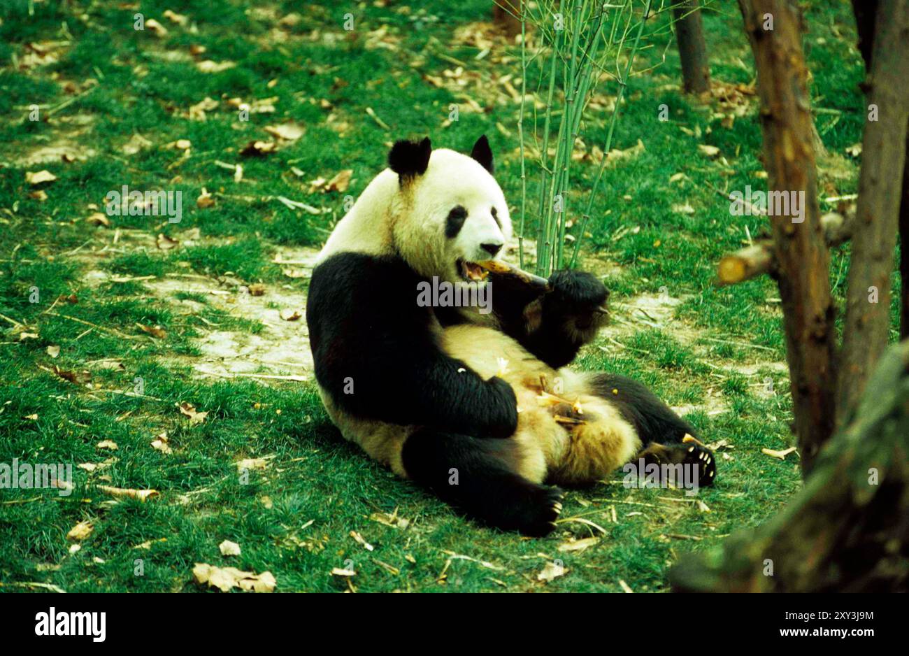 Cute Panda cubs playing in Chengdu's panda base research center Stock ...