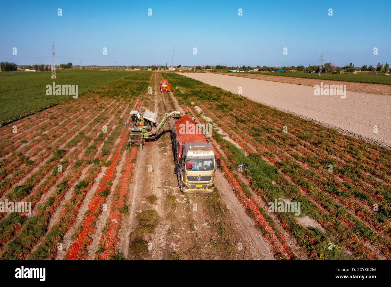 XINJIANG, CHINA - AUGUST 27, 2024 - Farmers harvest tomatoes in their ...