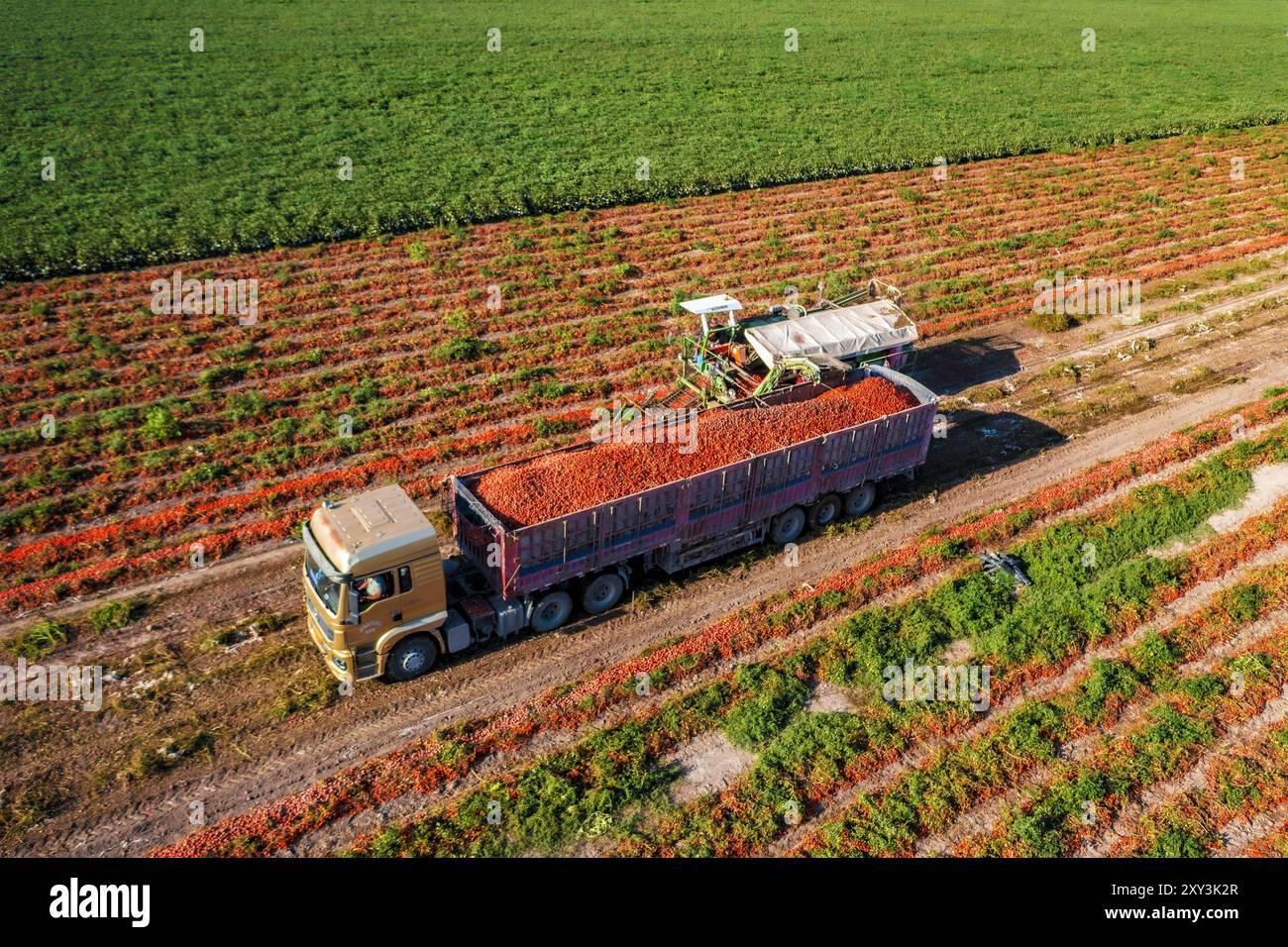 XINJIANG, CHINA - AUGUST 27, 2024 - Farmers harvest tomatoes in their ...