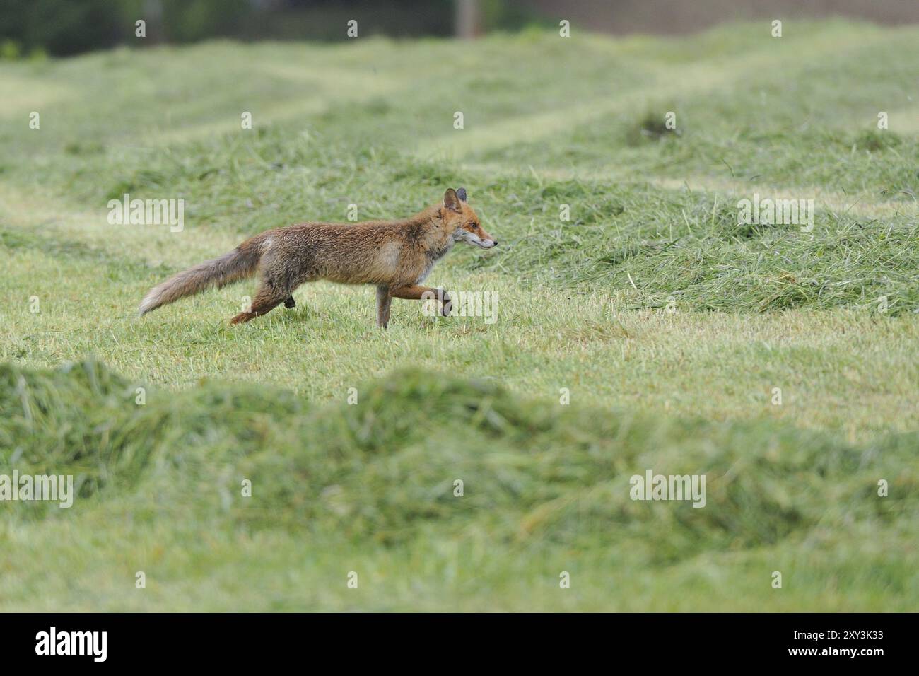 Red Fox running in a meadow Stock Photo - Alamy