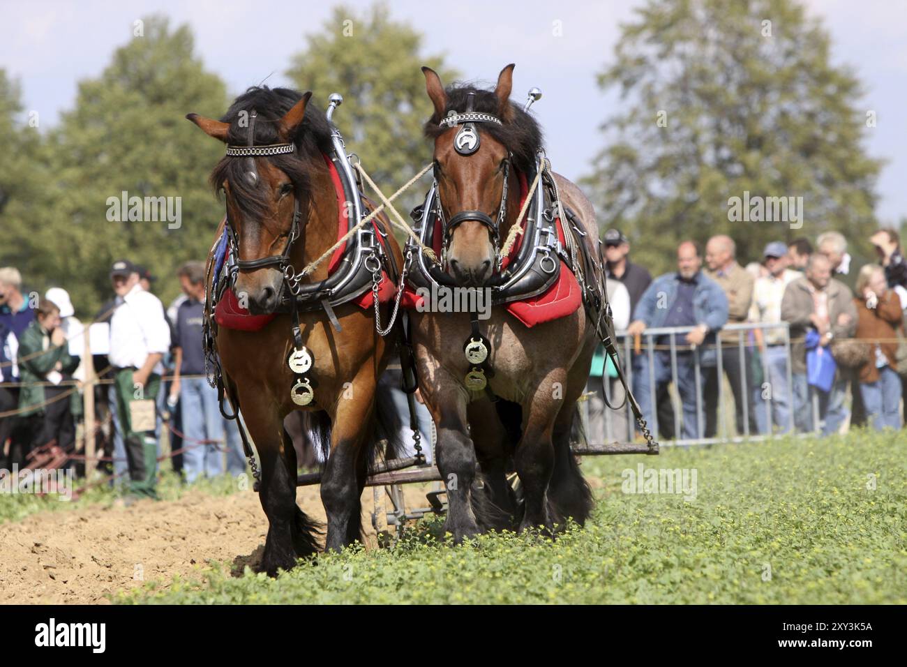 Ploughing Dutch draught horses Stock Photo - Alamy