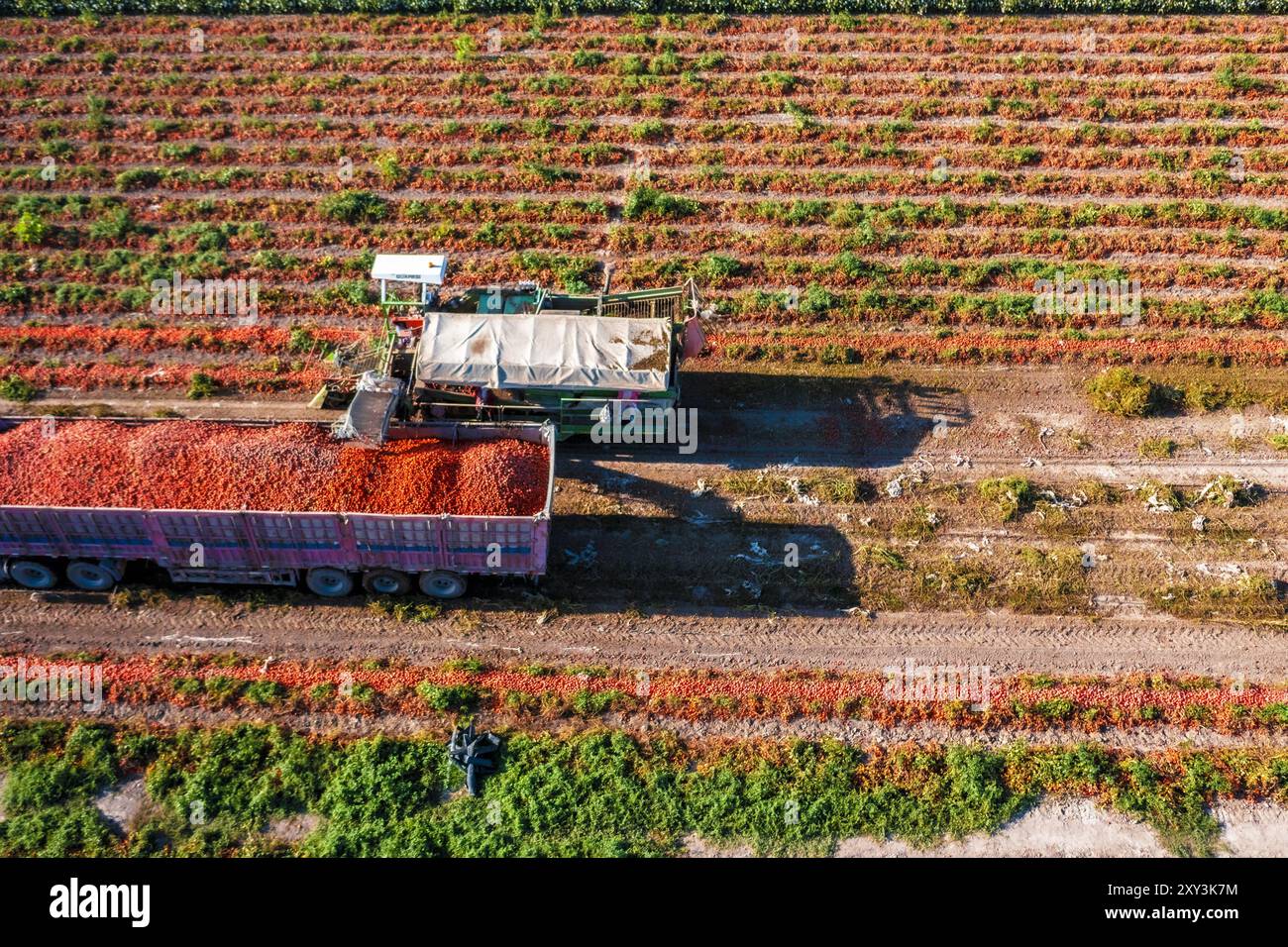 XINJIANG, CHINA - AUGUST 27, 2024 - Farmers harvest tomatoes in their ...