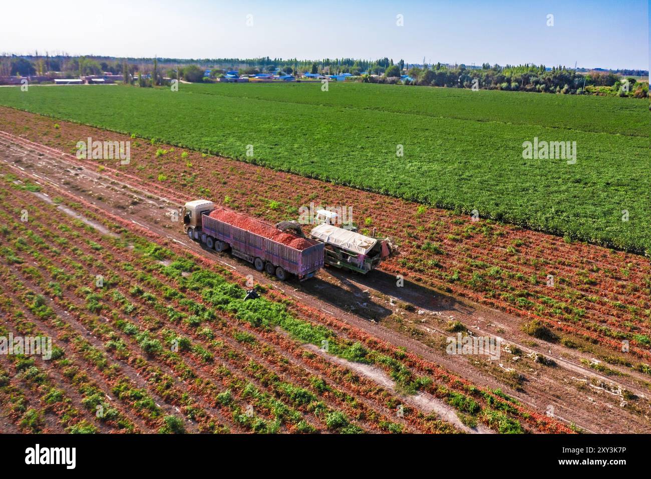 XINJIANG, CHINA - AUGUST 27, 2024 - Farmers harvest tomatoes in their ...