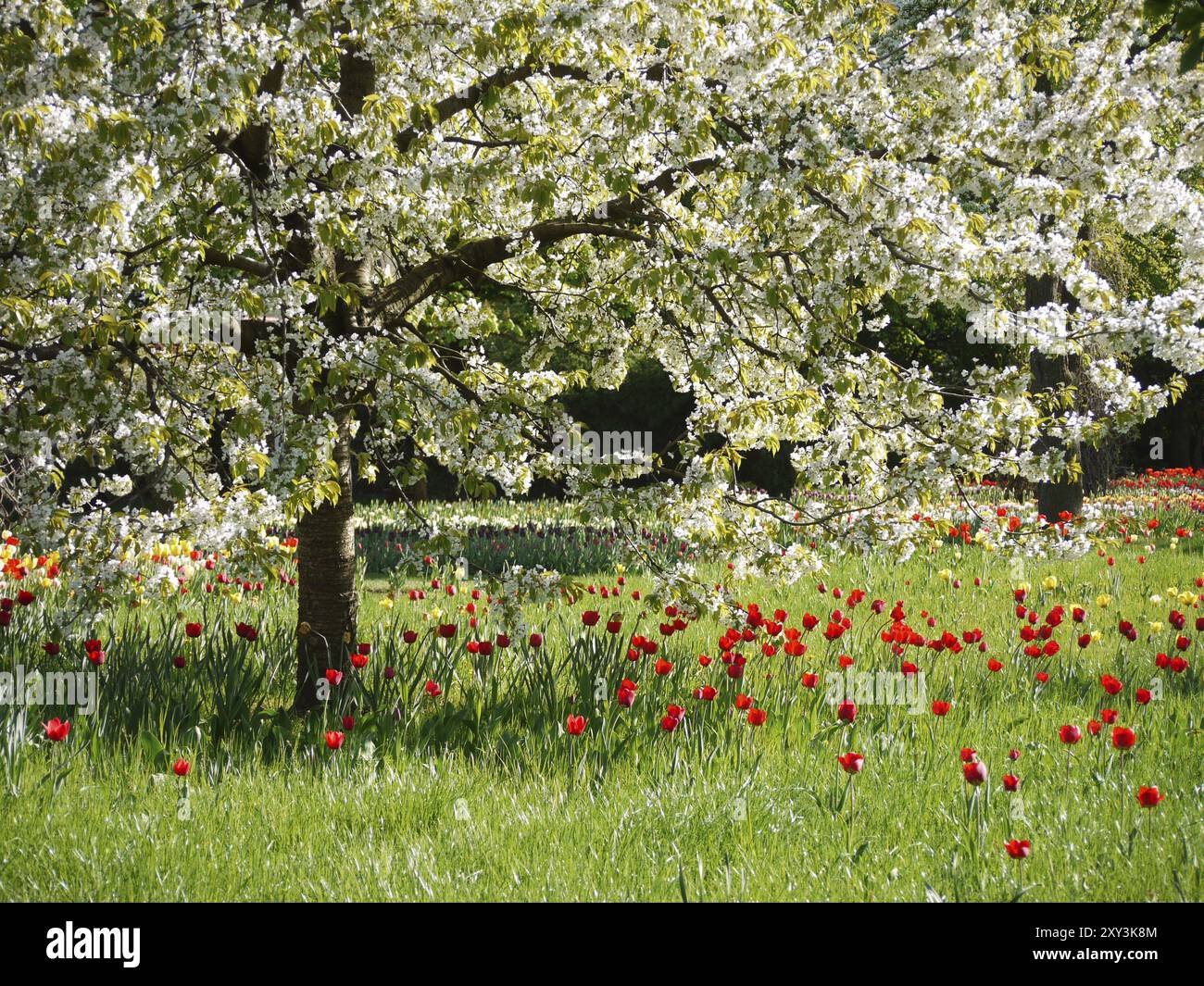 Spring in the Britzer Gaerten, Spring in Berlin Stock Photo - Alamy