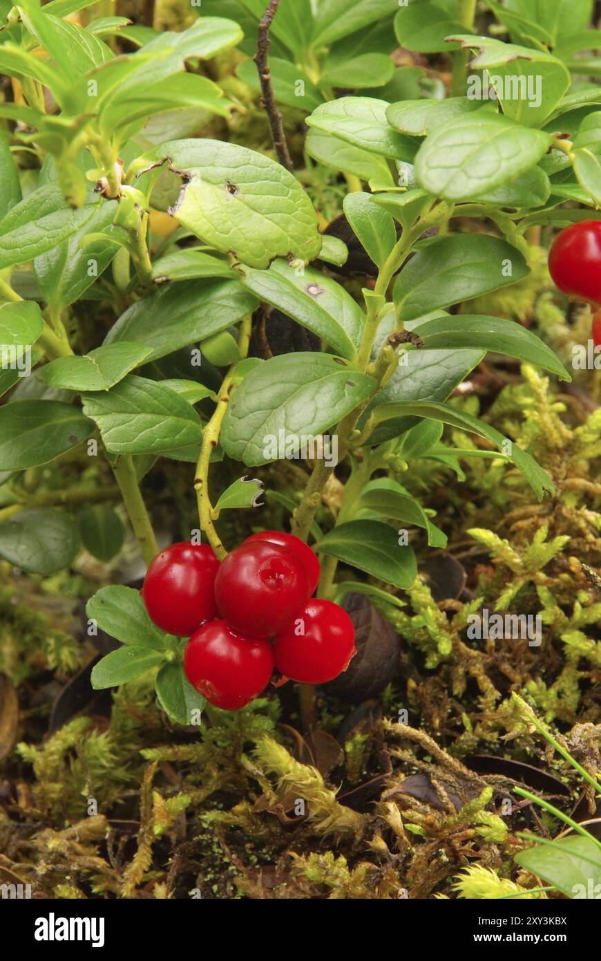 Lingonberry plant, cowberry plant Stock Photo - Alamy