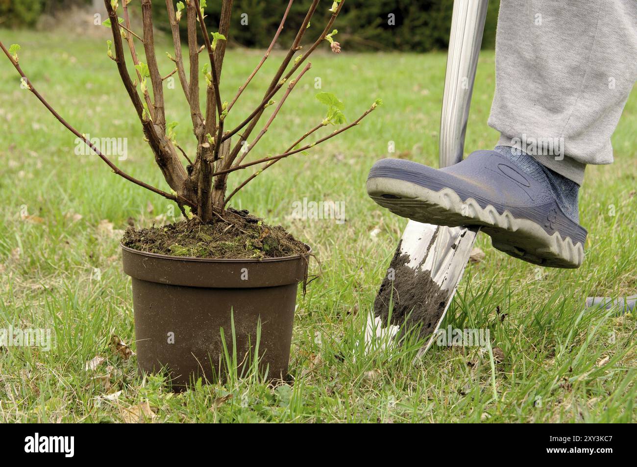 Planting a shrub, planting a shrub Stock Photo - Alamy