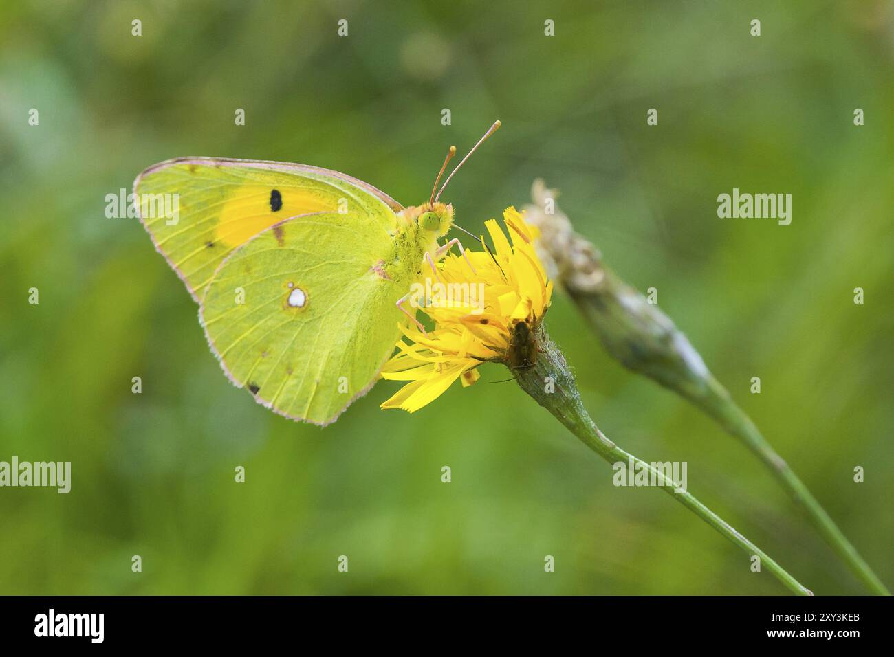 Paracolias hi-res stock photography and images - Alamy