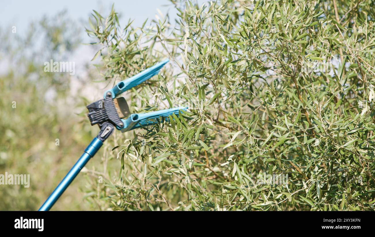 olive harvesting with pneumatic rake Stock Photo - Alamy