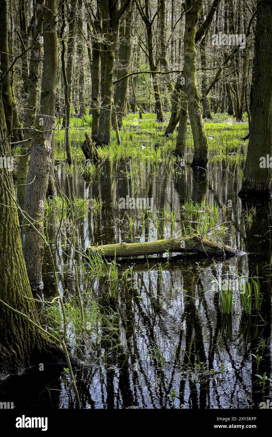 Ochsenmoor nature reserve, flooded, water, flood, climate, climate ...
