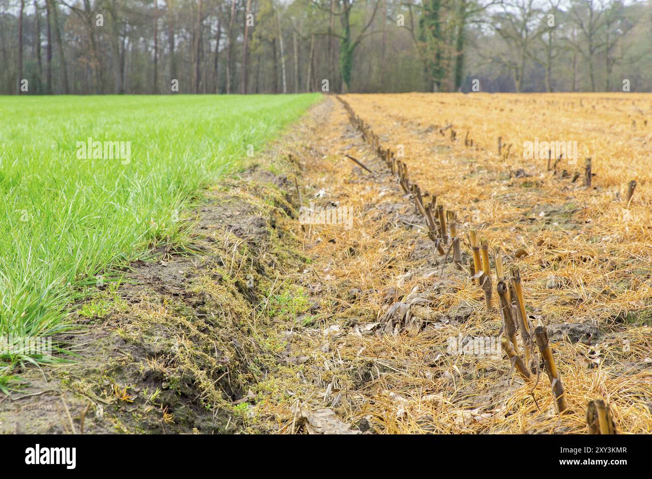 Dutch landscape growing corn hi-res stock photography and images - Alamy