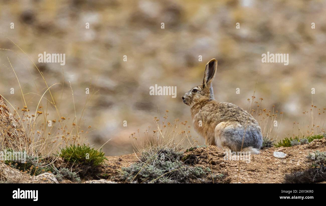 A woolly hare siting alert with its ears up next to a rock at high ...