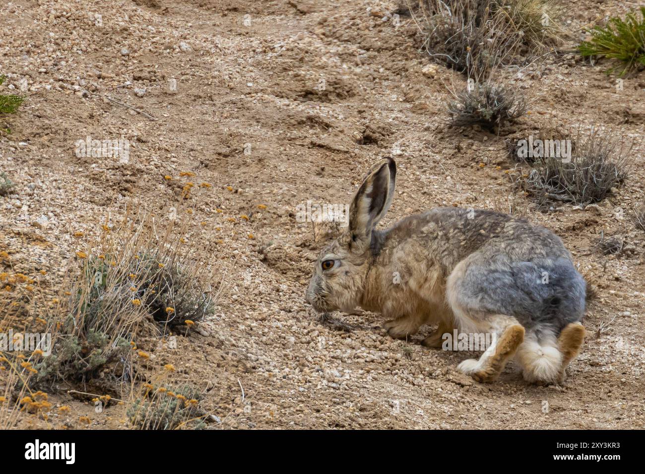 A woolly hare siting alert with its ears up next to a rock at high ...