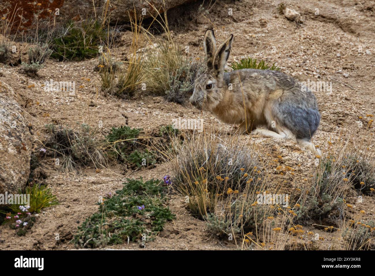 A woolly hare siting alert with its ears up next to a rock at high ...