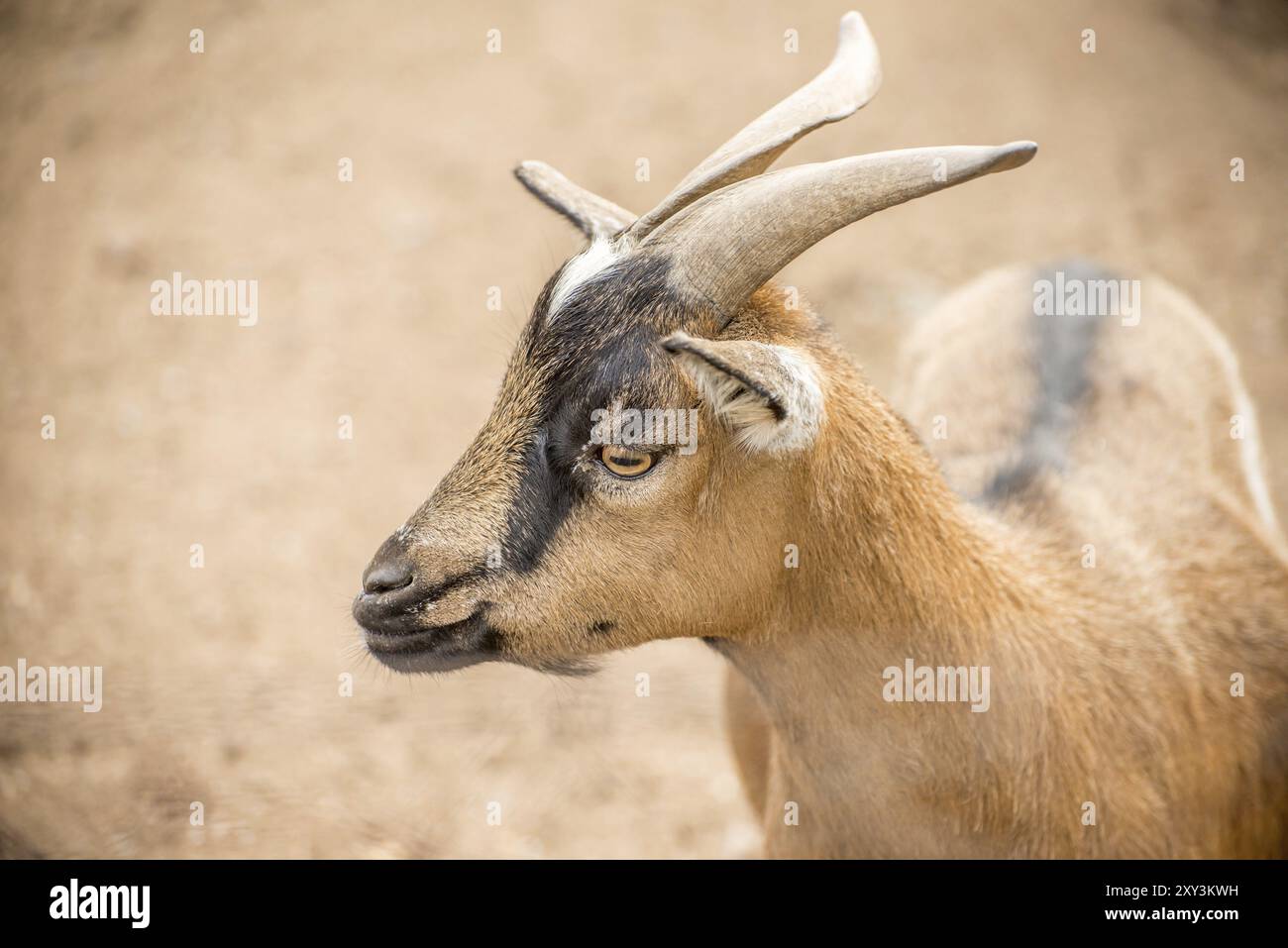 A close up portrait of a brown pygmy goat with horns in a light brown ...