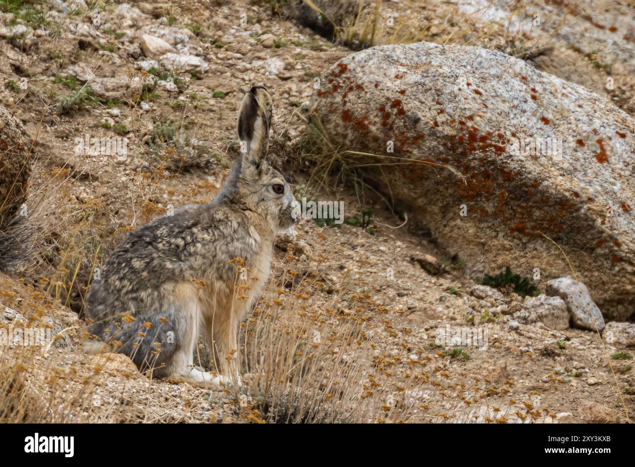 A woolly hare siting alert with its ears up next to a rock at high ...