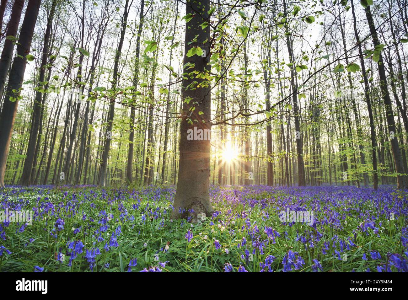 Beautiful sunrise in blue bell spring forest, Belgium, Europe Stock ...