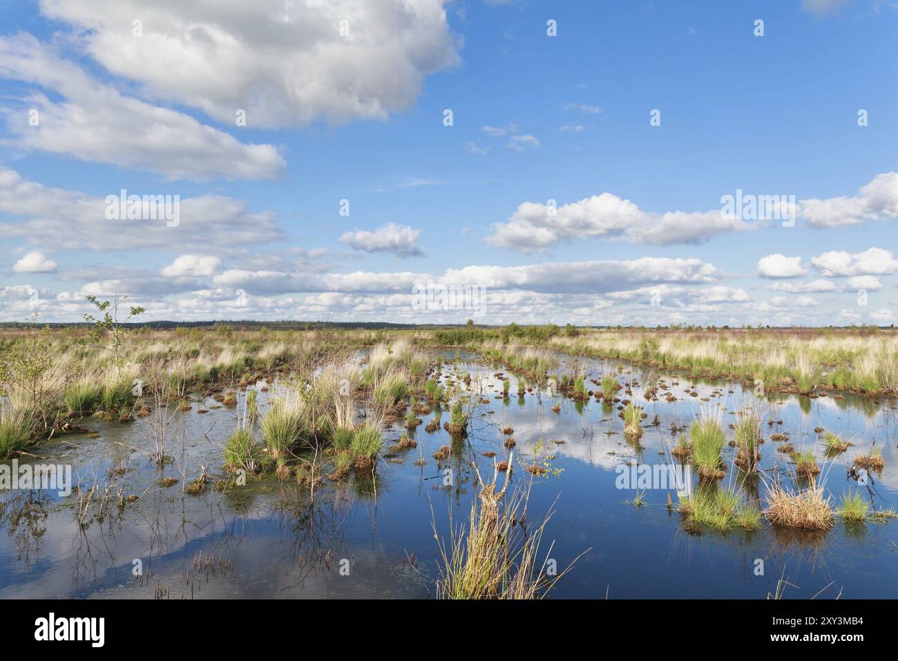 Blue sky reflected in swamp water, Friesland, Netherlands Stock Photo ...