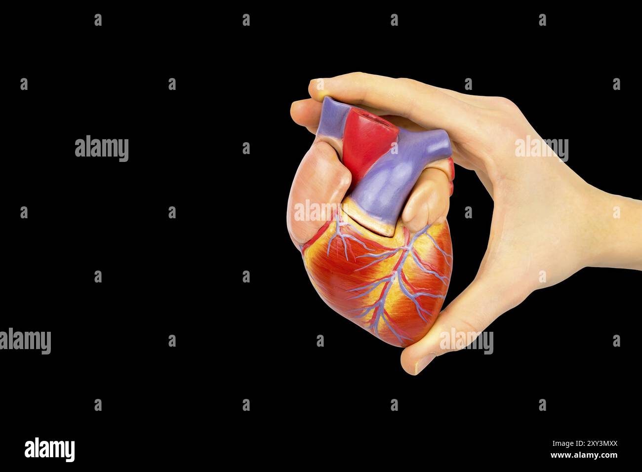 Male hand holding plastic human heart model isolated on black ...
